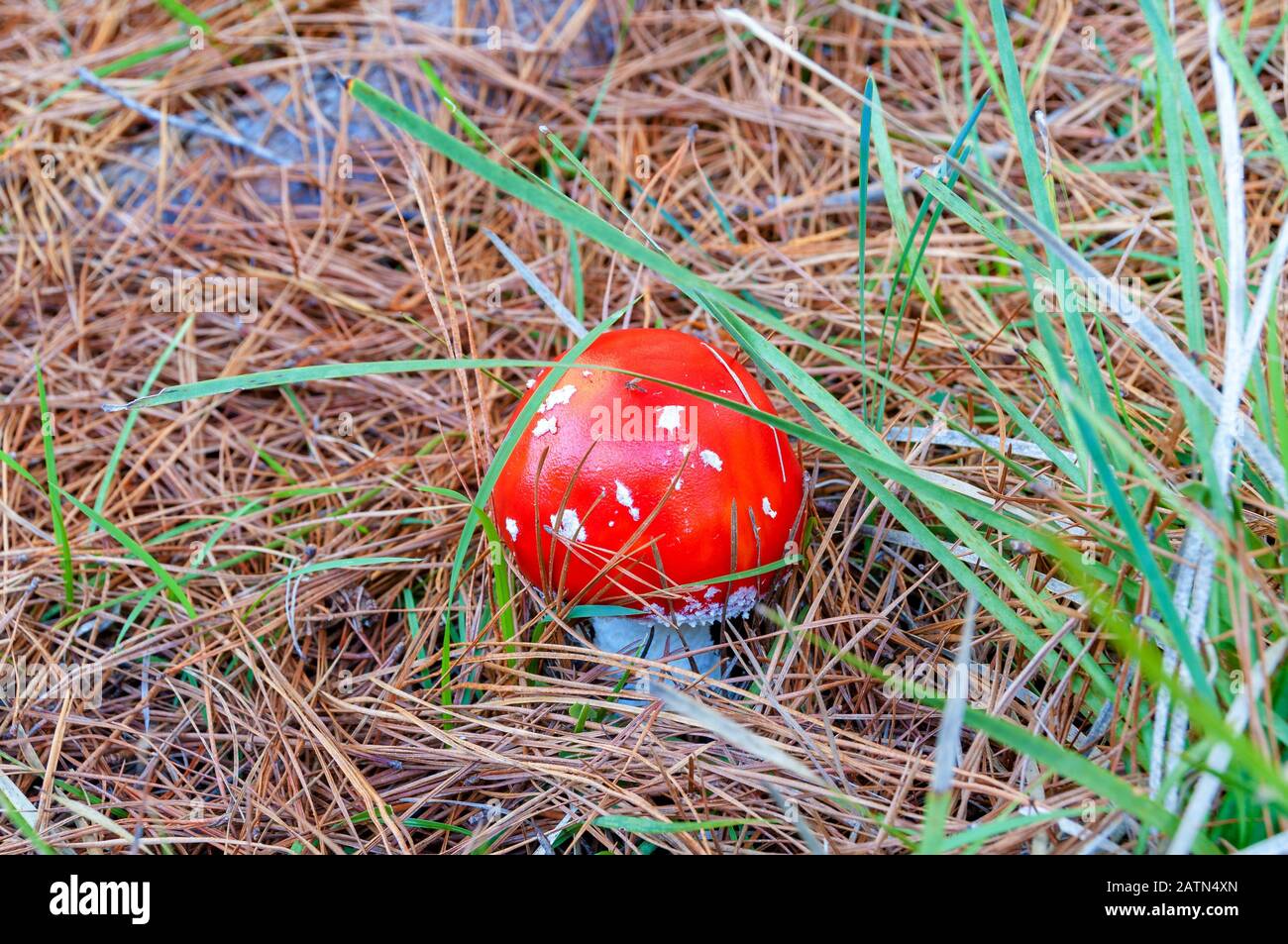 Close up of bright red Fly Agaric mushroom. Nature background Stock ...