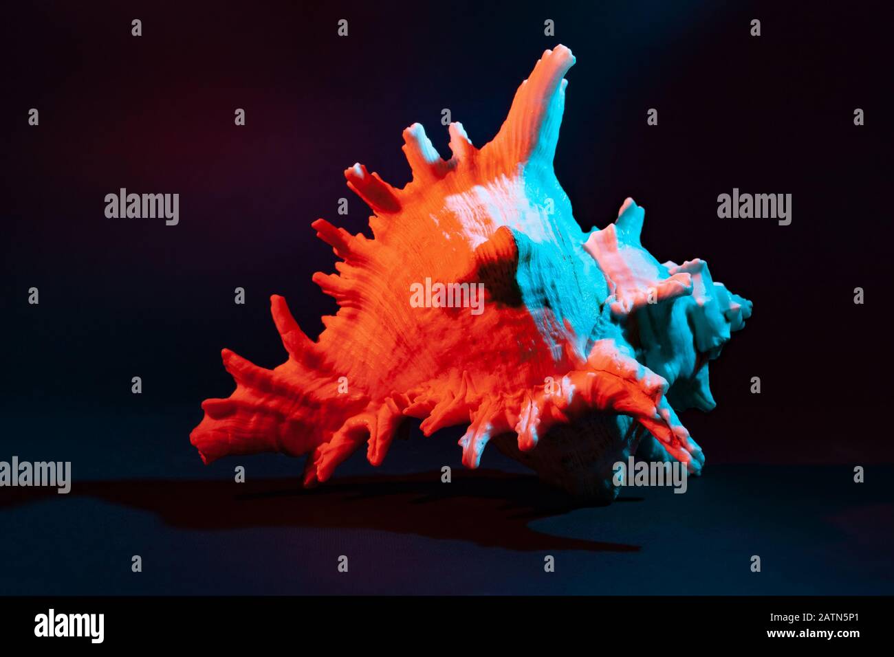 Chicoreus ramosus shell on a dark background with neon lights. Stock ...