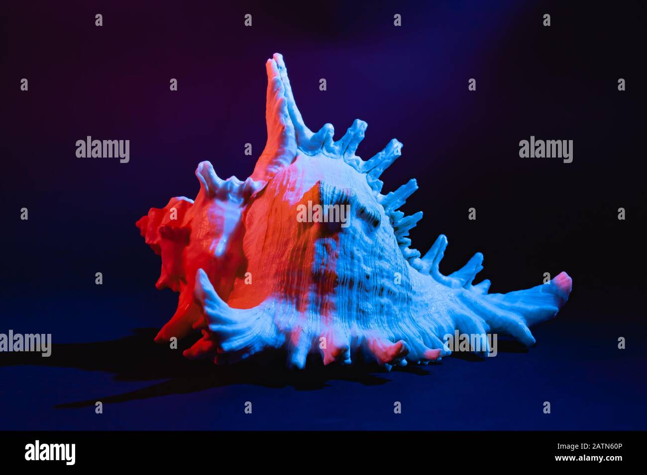 Chicoreus ramosus shell on a dark background with neon lights. Stock ...