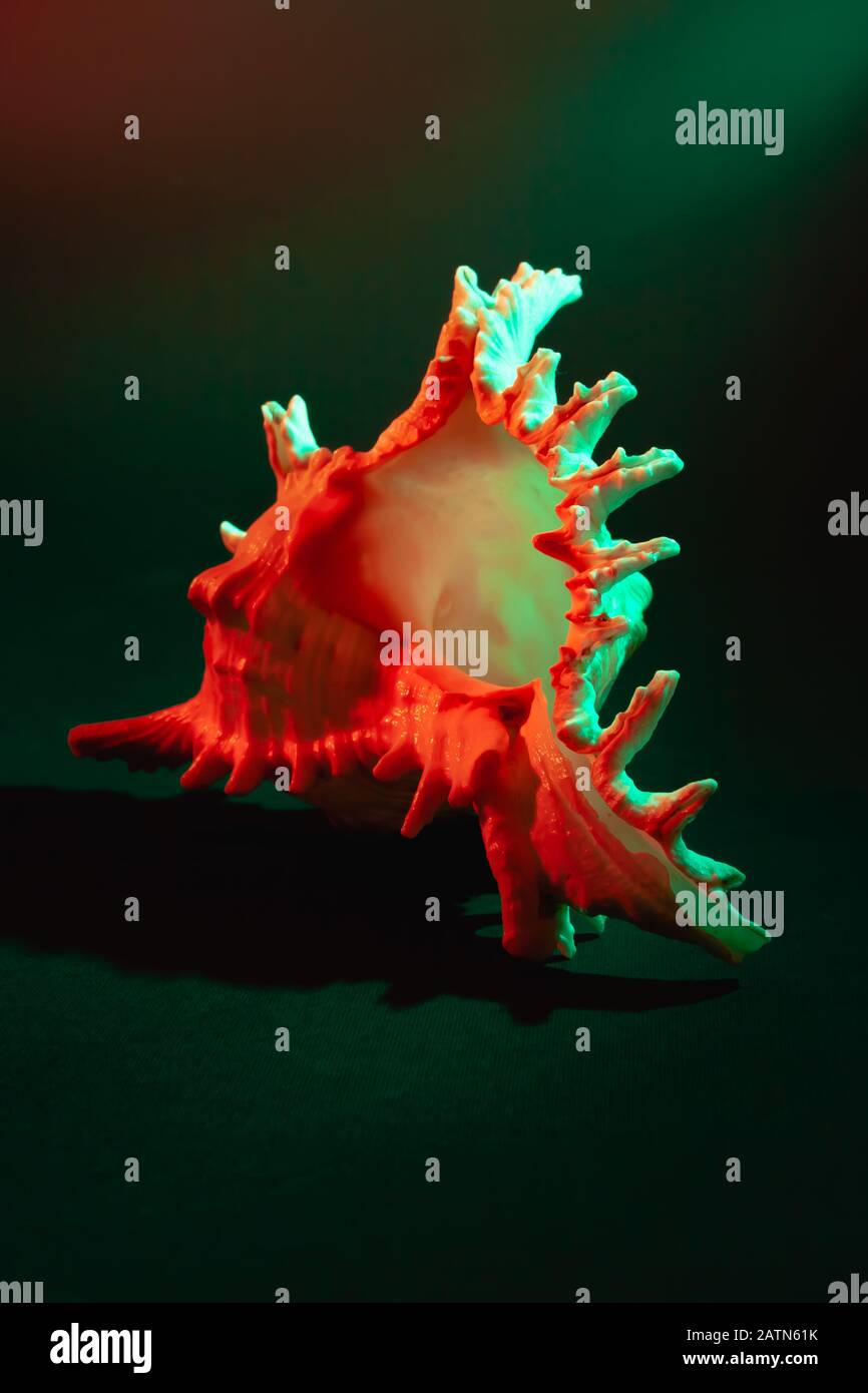 Chicoreus ramosus shell on a dark background with neon lights. Stock ...