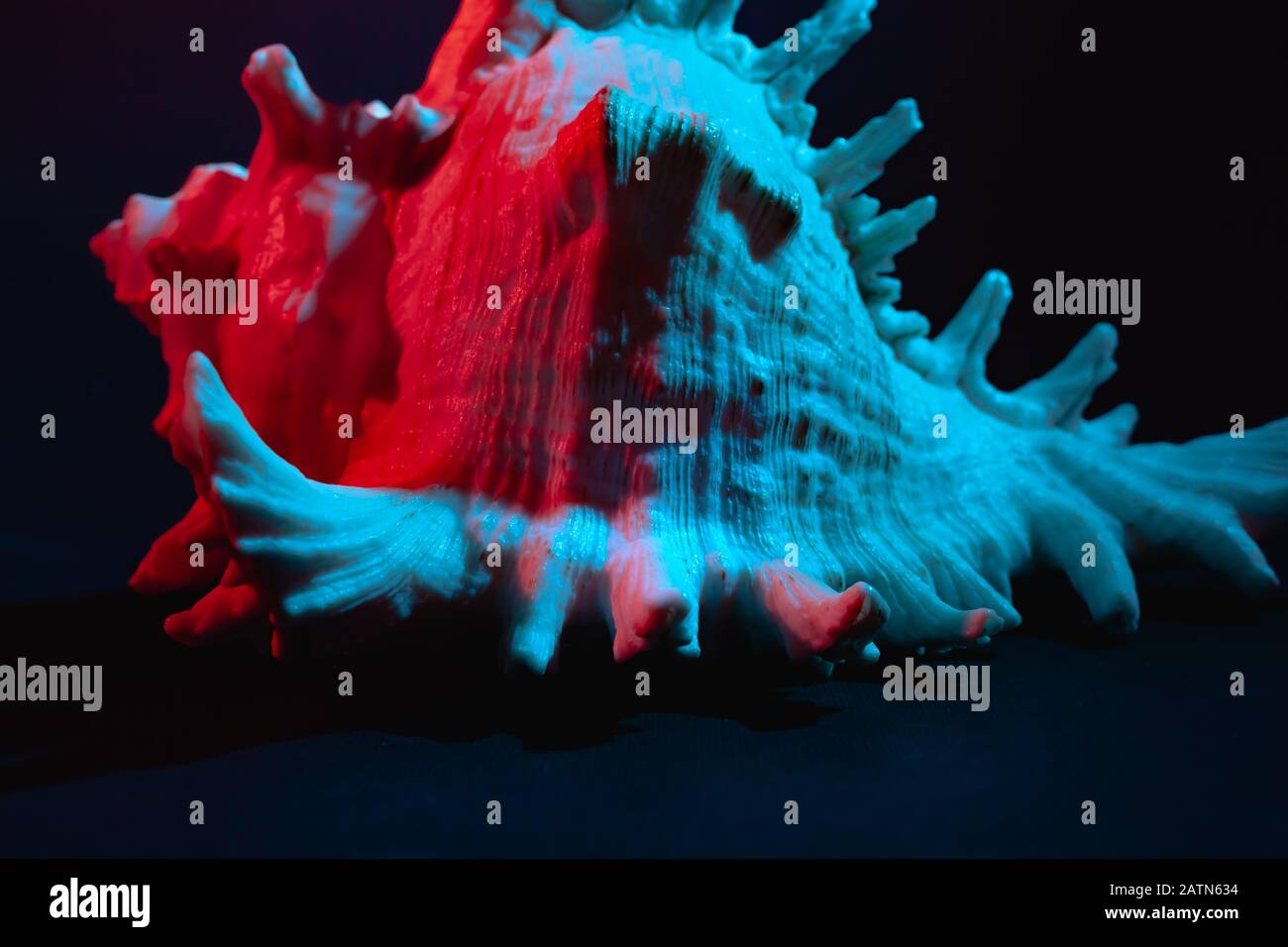 Chicoreus ramosus shell on a dark background with neon lights. Stock ...