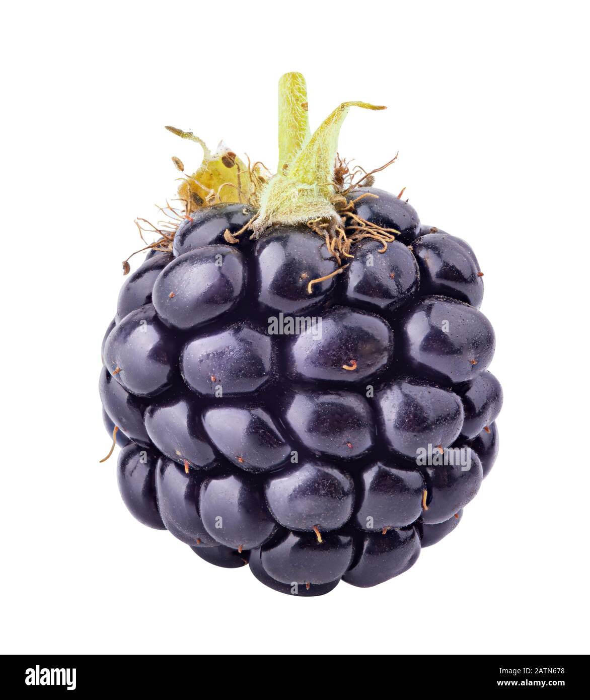 Sweet blackberry isolated on white background Stock Photo - Alamy