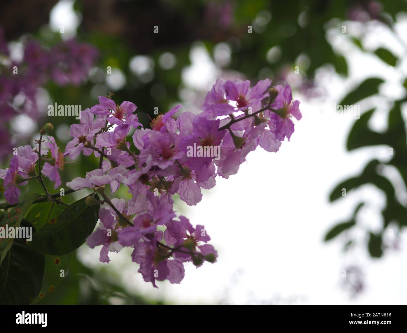 Pink Trumpet shrub Tree, Pink Tecoma name flower bouquet beautiful ...
