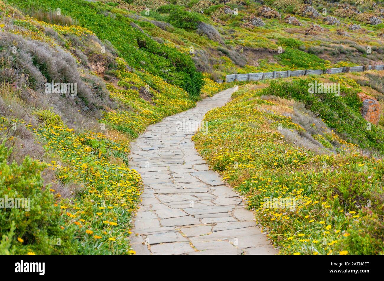 Cobble, stone foot path with green grass and yellow flowers Stock Photo ...