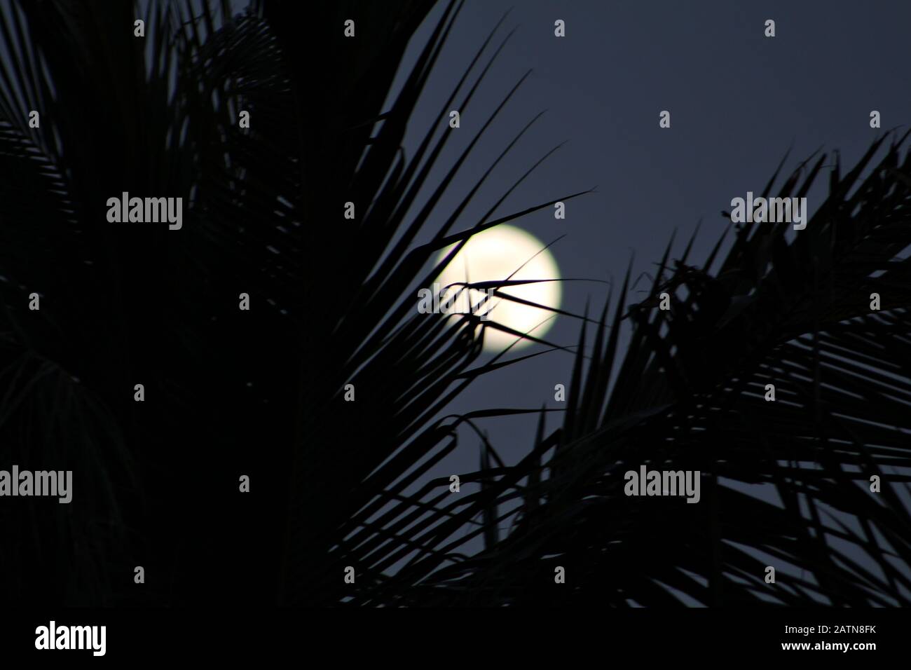 Silhouette of coconut tree leaves with the shadow of a full moon behind ...