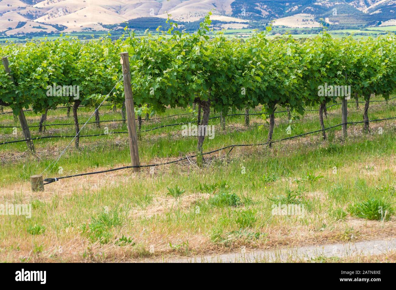 Grape vine plants in a row in vineyard. Nature background Stock Photo ...