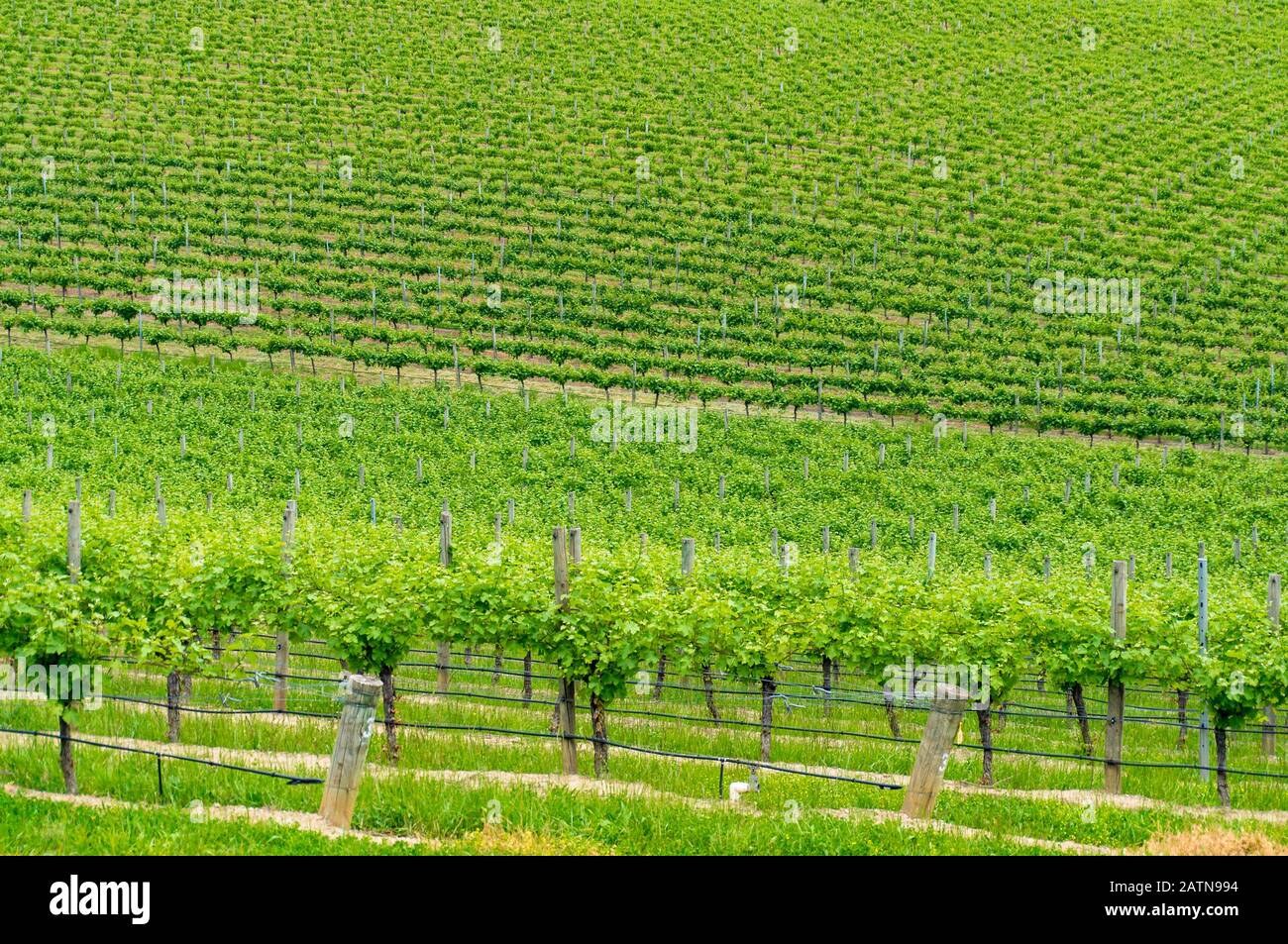 VIneyard landscape of green grape vines on the hill. Nature texture ...