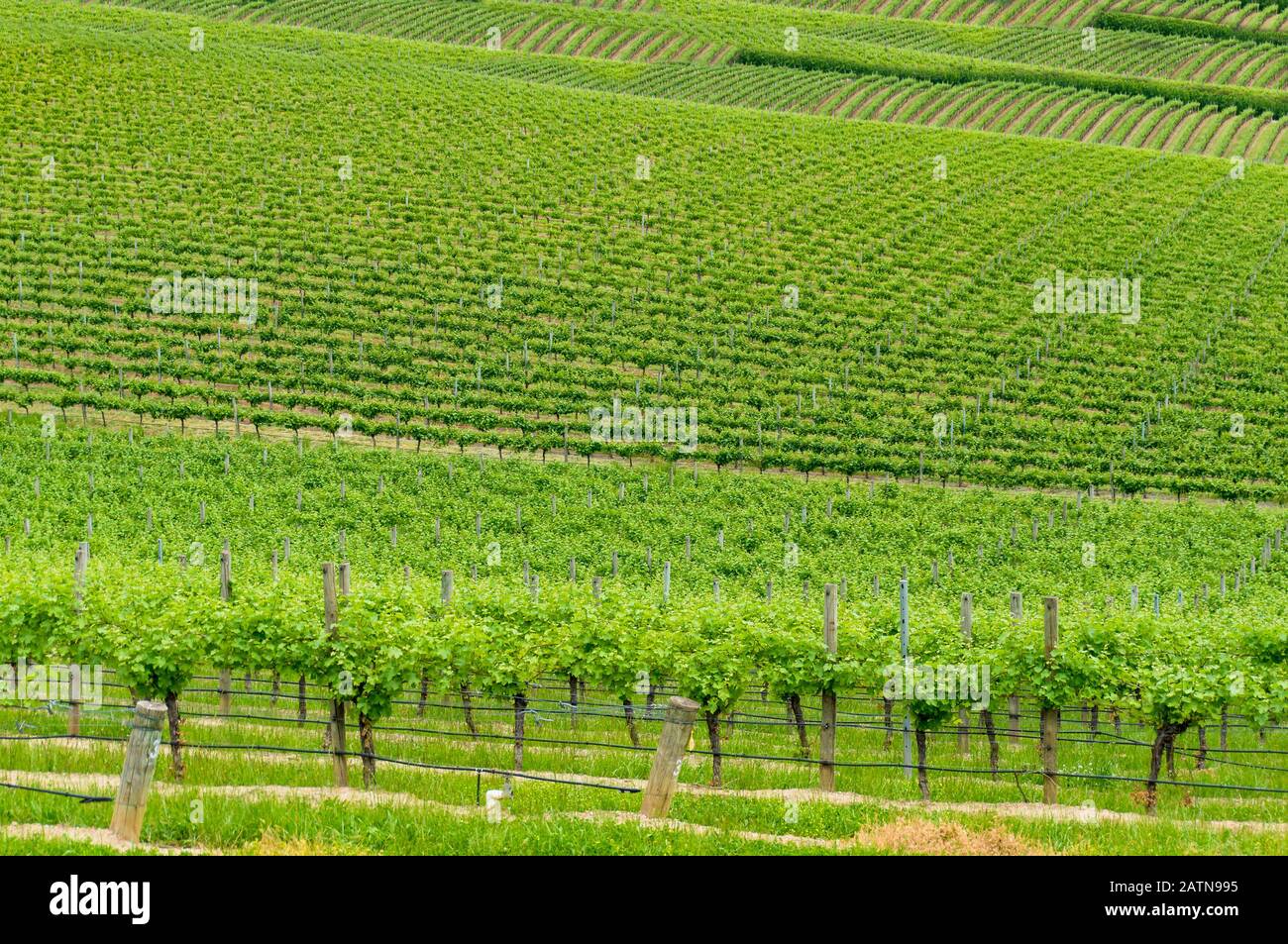 VIneyard landscape of green grape vines on the hill. Nature texture ...
