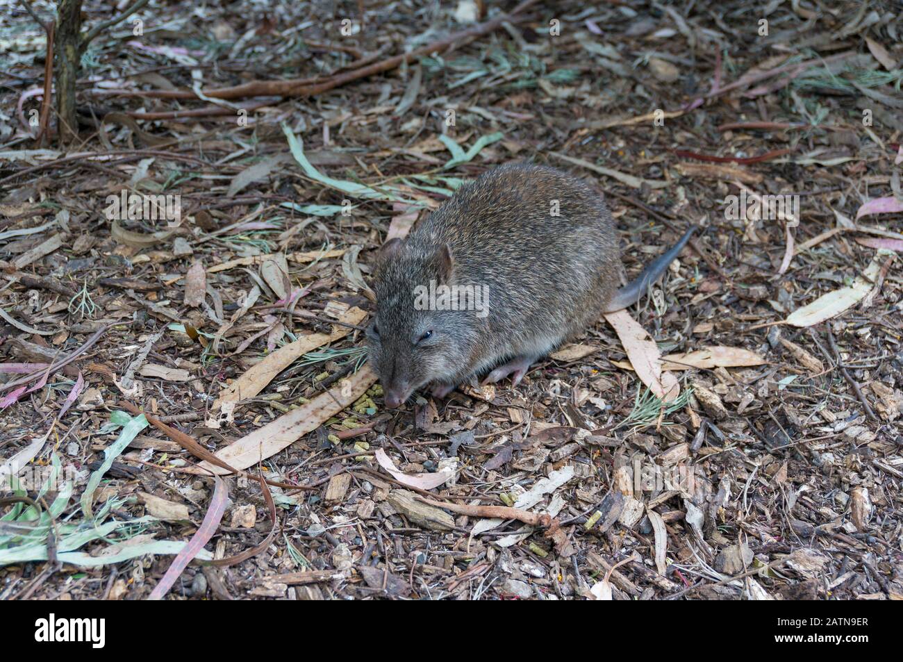 Australian native animal long-nosed potoroo grazing on forest floor ...