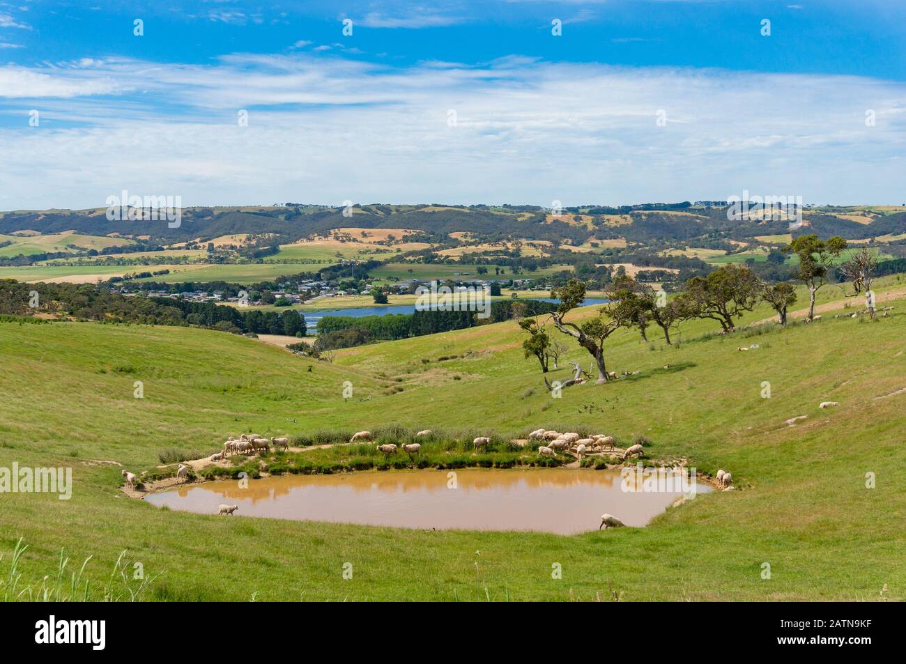 Beautyful landscape with lake and sheep. Countryside scene background ...