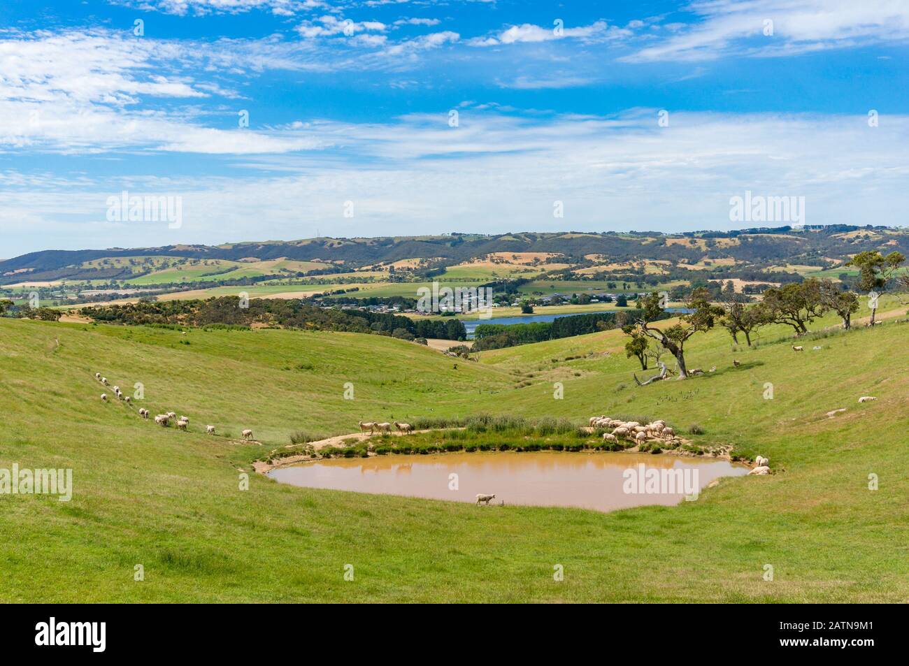 Panoramic landscape of countryside in South Australia. Sheep on paddock ...