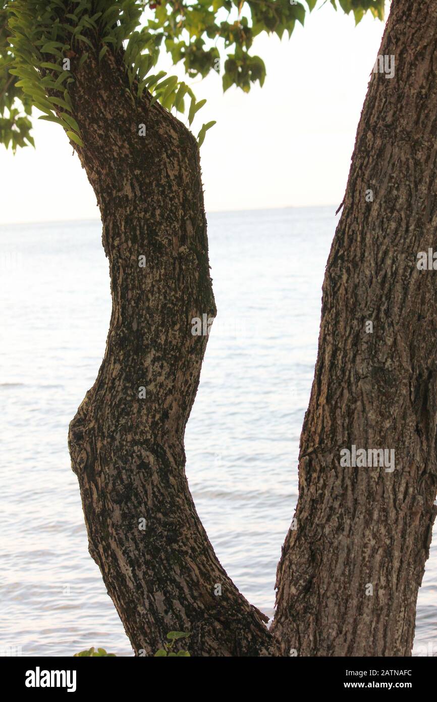 Separated trunks hi-res stock photography and images - Alamy