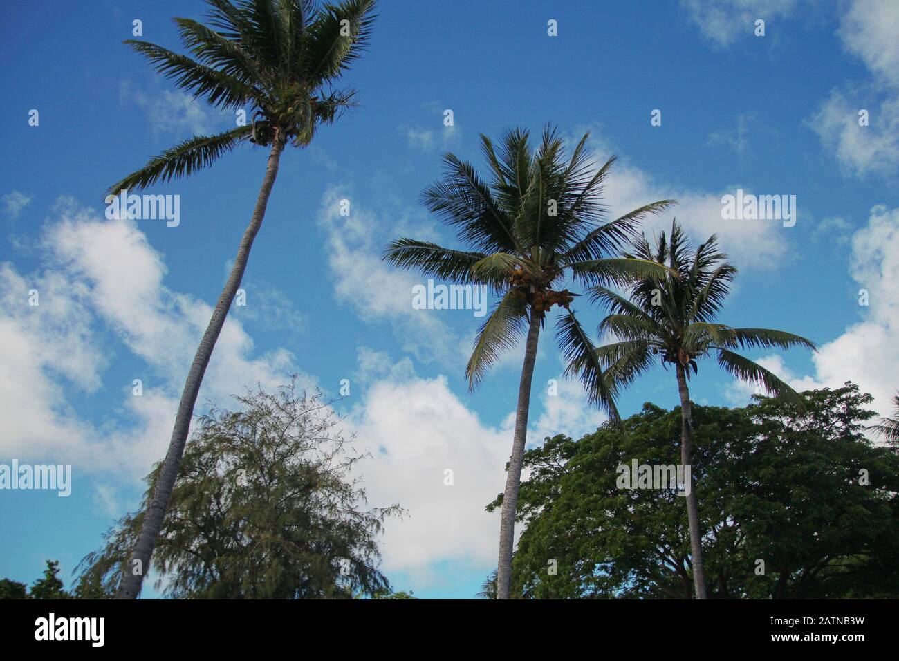 Medium wide upward shot of tall coconut trees Stock Photo - Alamy