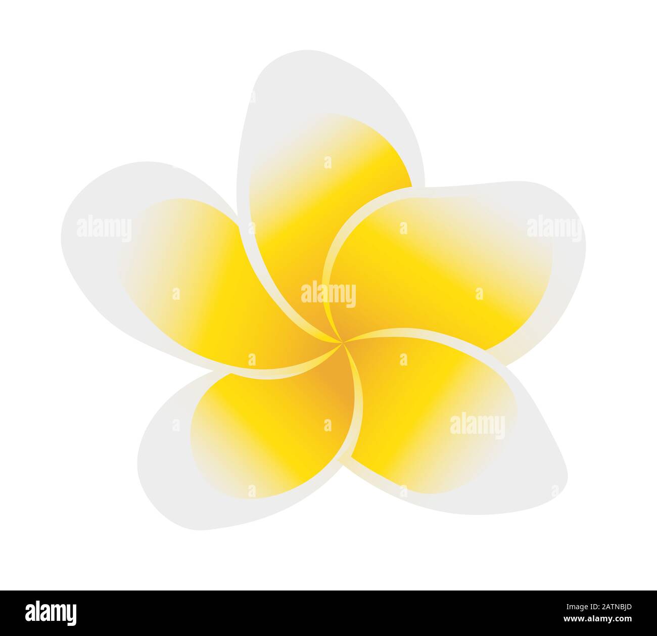 Single Frangipani flower isolated on white background Stock Photo - Alamy
