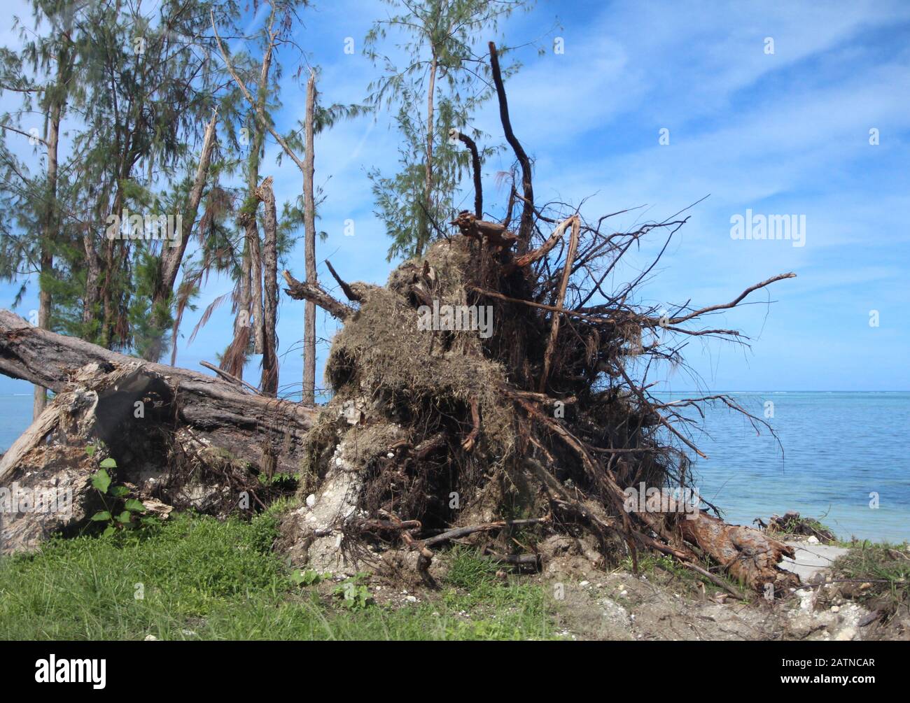 Fallen trees after typhoon hi-res stock photography and images - Alamy