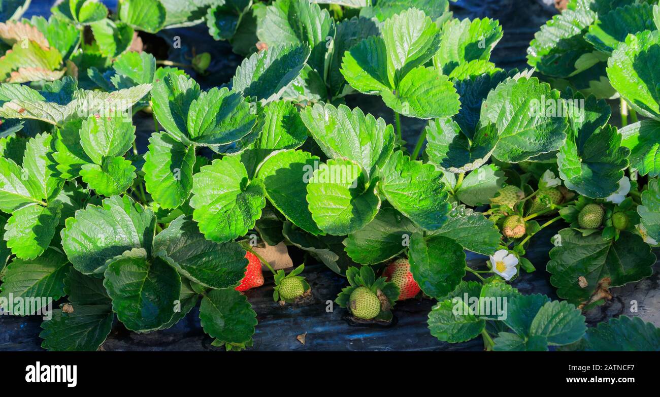 Strawberry Plant at Strawberry Farm in La Trinidad, Benguet ...