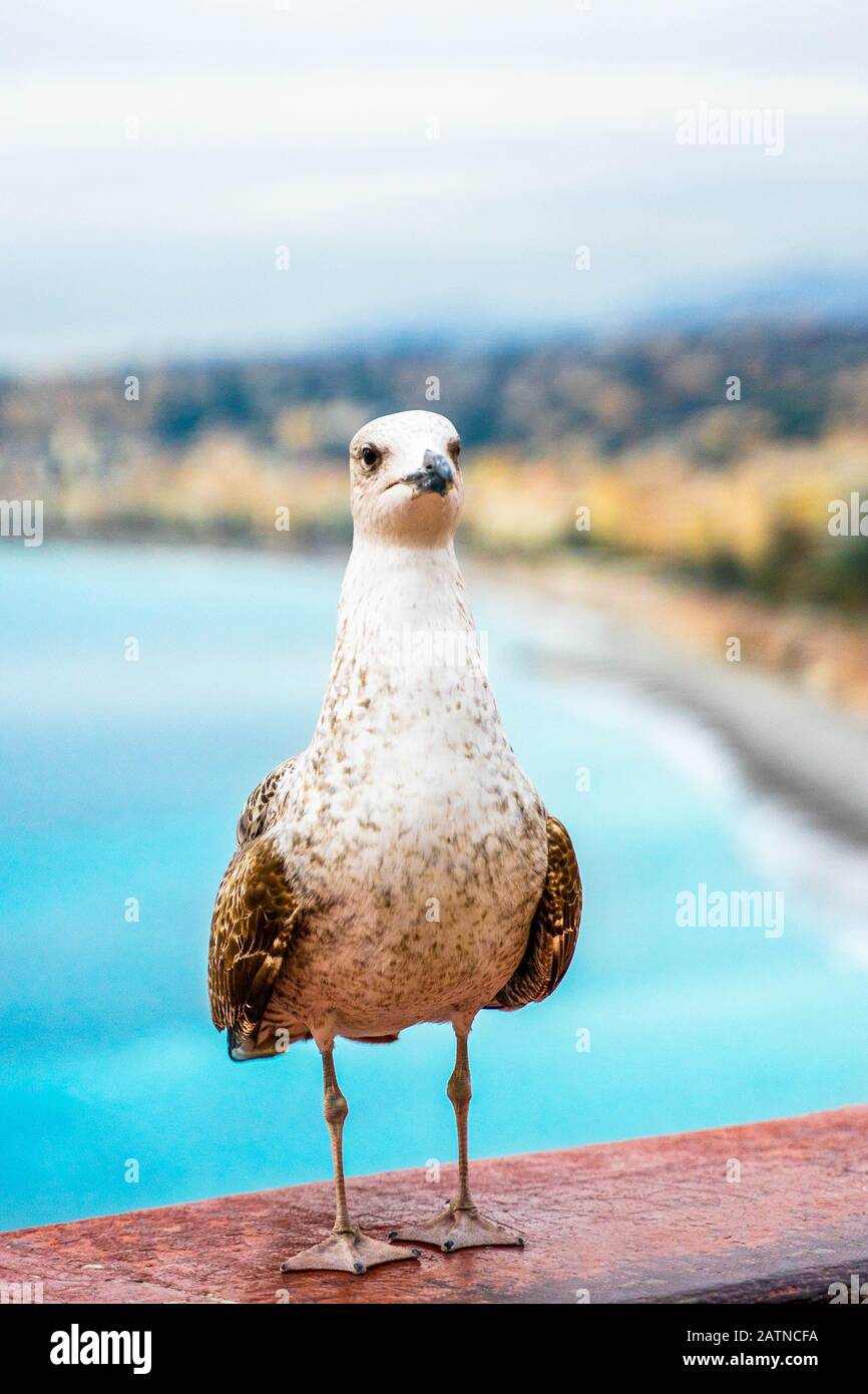 alone seagull perched and standing against sea background. Sea bird ...