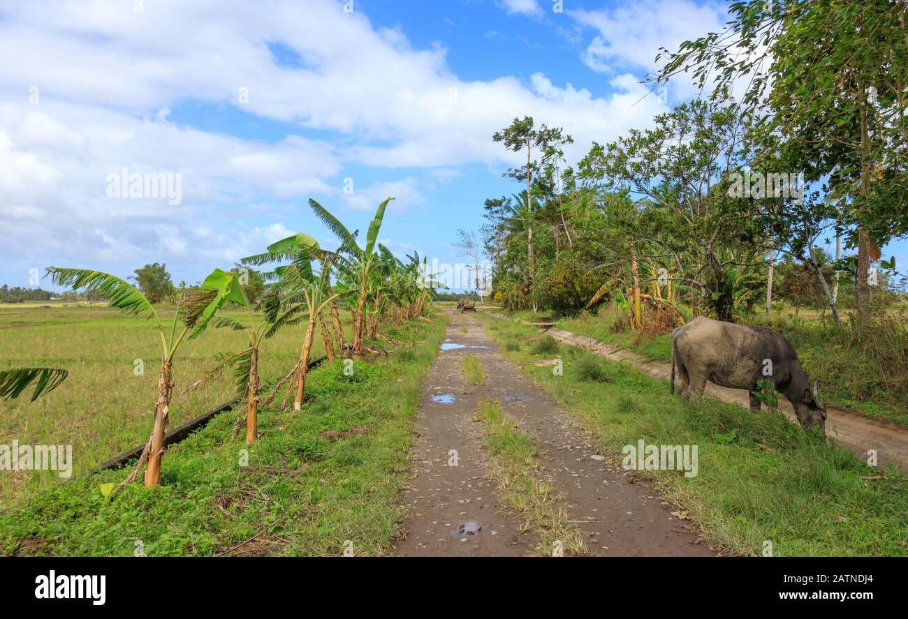 Farm in Tabontabon, Leyte, Philippines Stock Photo - Alamy