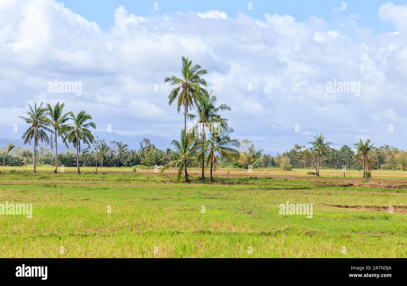Paddy Field in Tabontabon, Leyte, Philippines Stock Photo - Alamy