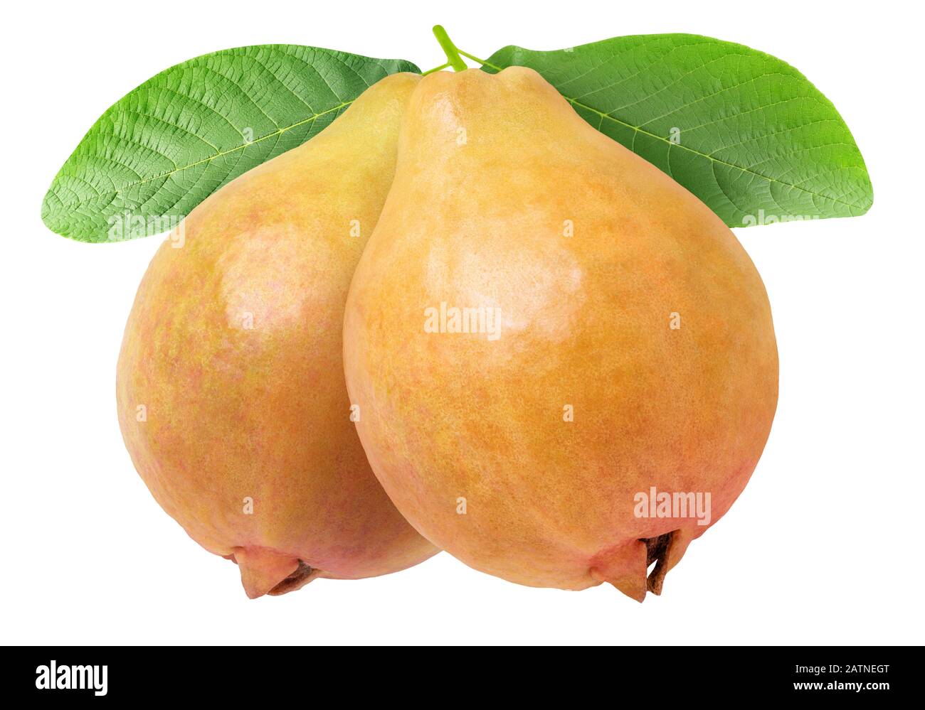 Isolated guava. Two yellow guava fruits hanging on a branch isolated on ...