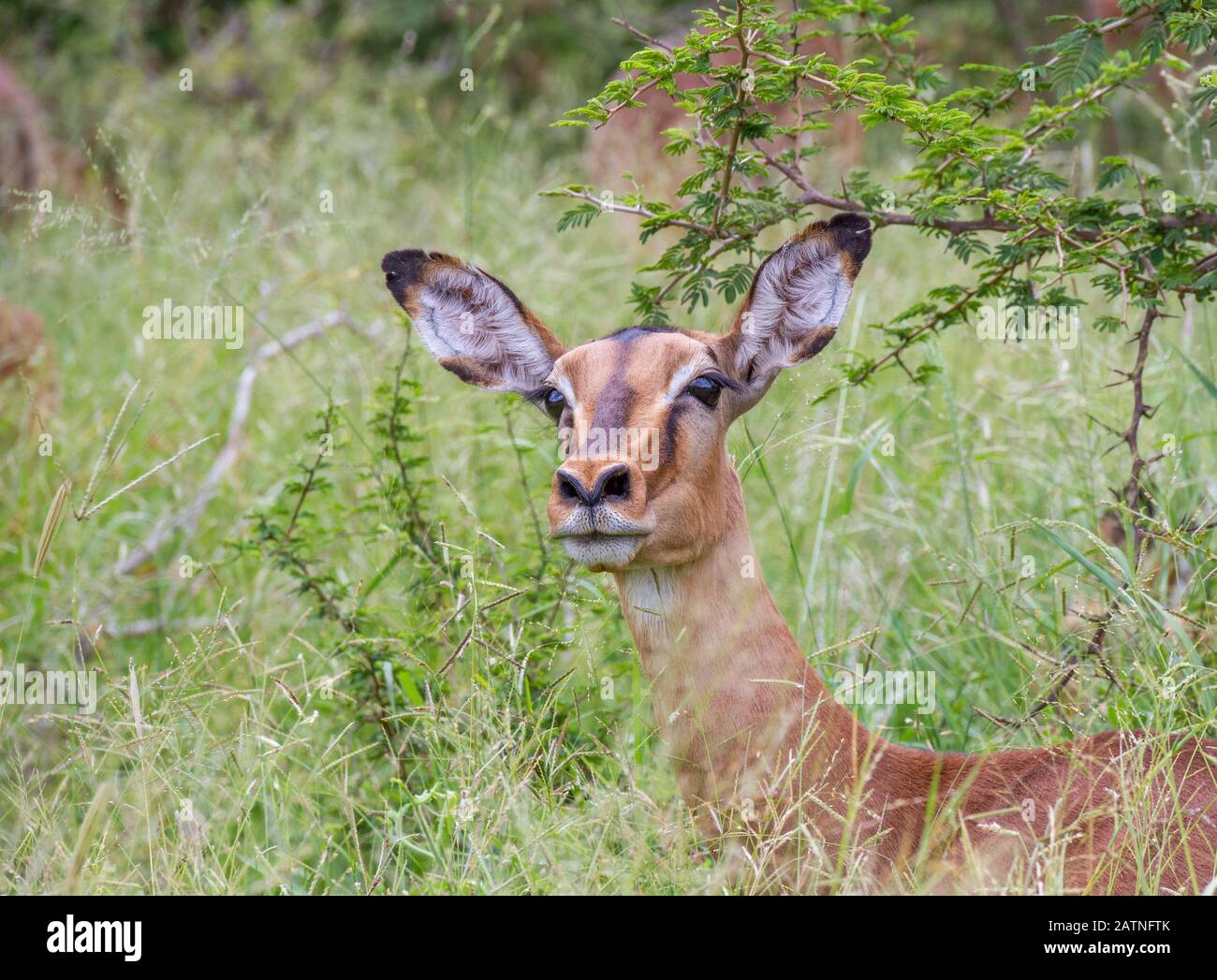 Portrait of an alert impala ewe isolated in the African bush image in ...