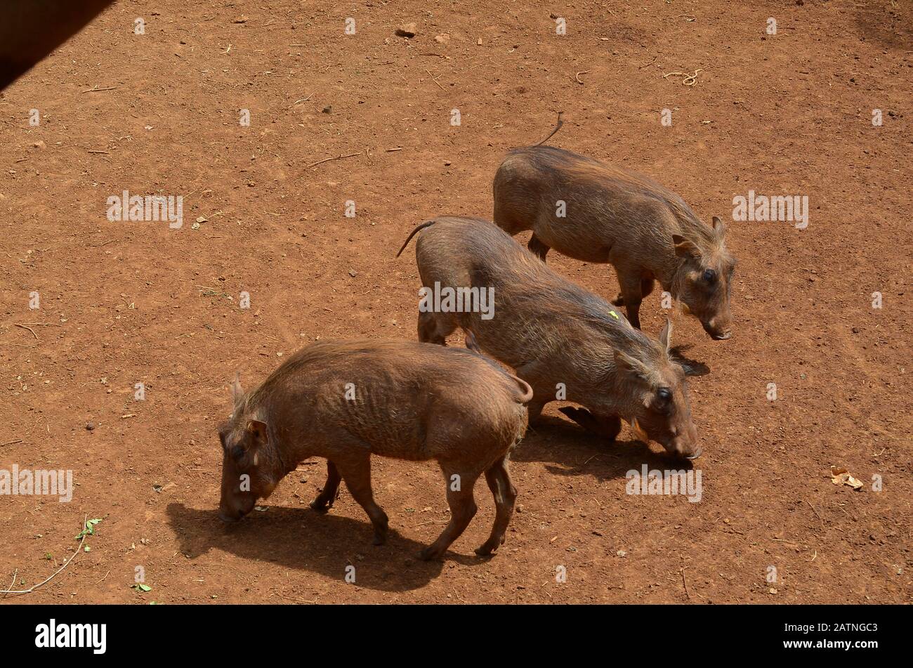 Three wild pigs in Nairobi, Kenya Stock Photo - Alamy