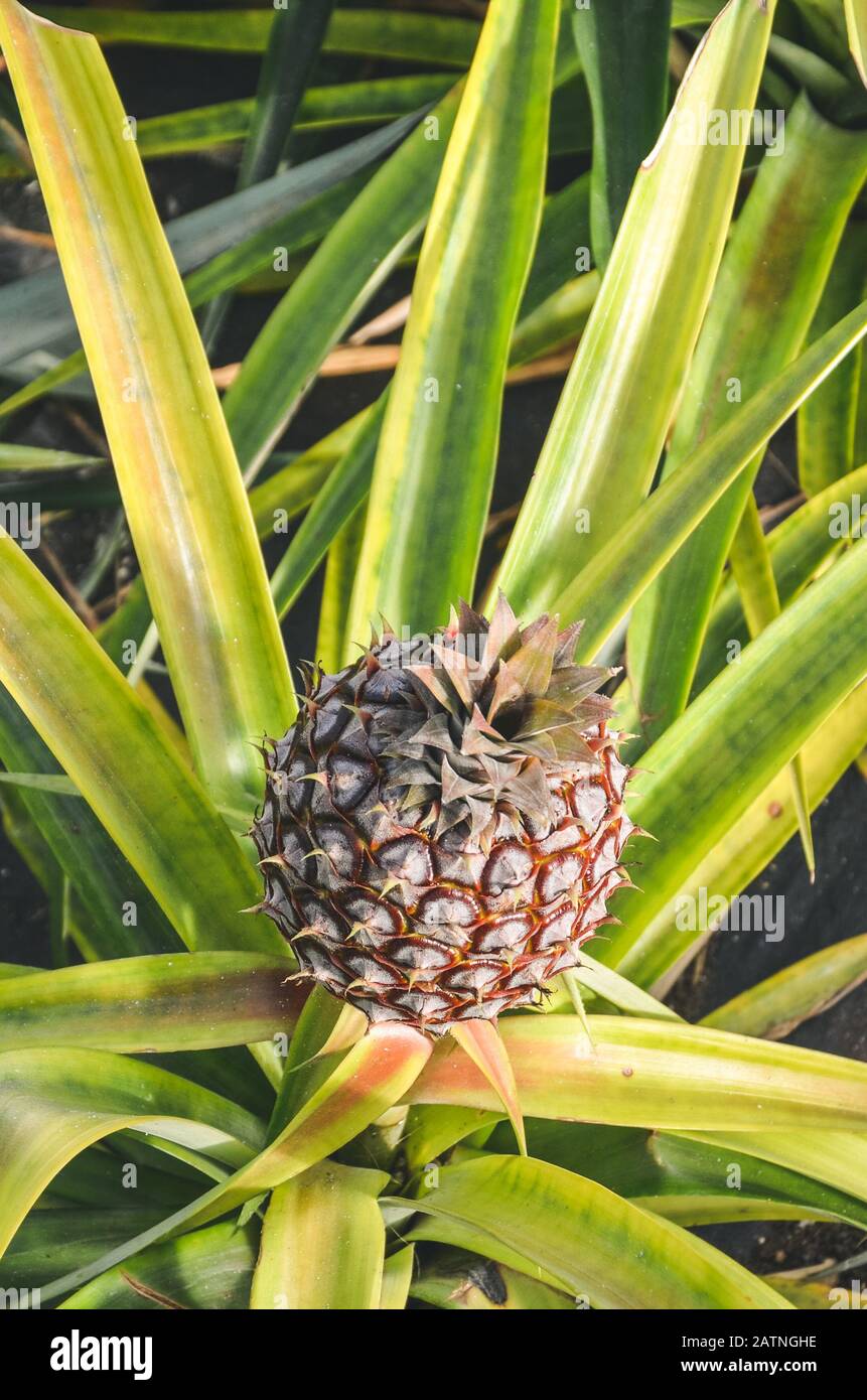 Tropical fruit with crown hi-res stock photography and images - Alamy