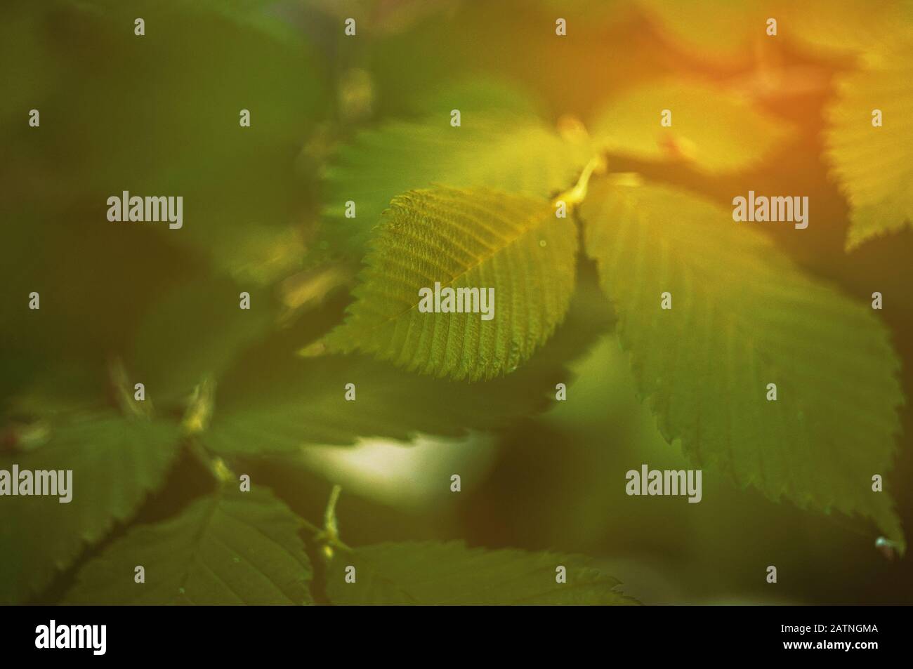 Sunny leaves of hazel. Translucent yellow-green leaves of hazel against ...
