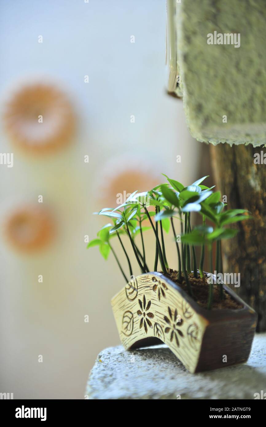 The portrait of still life Potted plant Stock Photo - Alamy