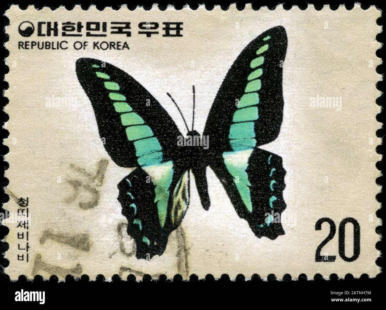 Common Bluebottle (Graphium sarpedon Stock Photo - Alamy