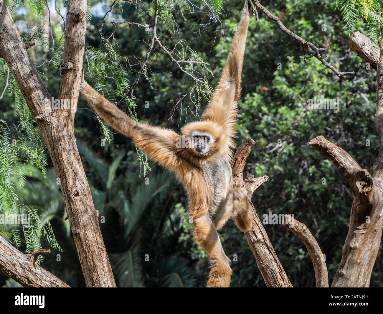 Young Gibbon Trees High Resolution Stock Photography and Images - Alamy