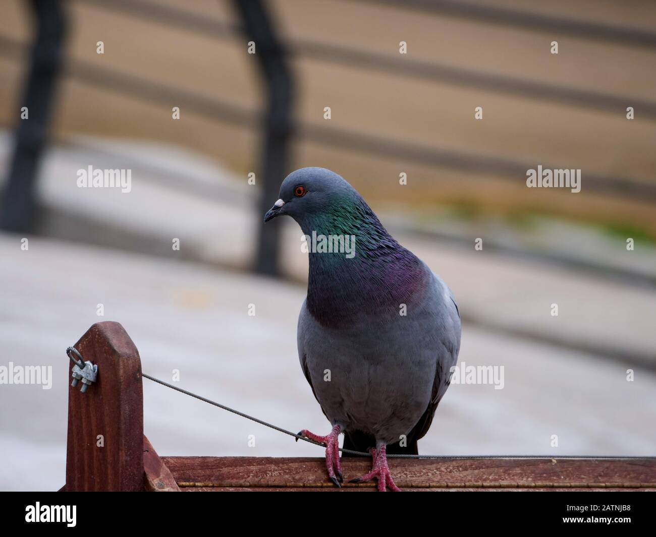 Live fauna hi-res stock photography and images - Alamy