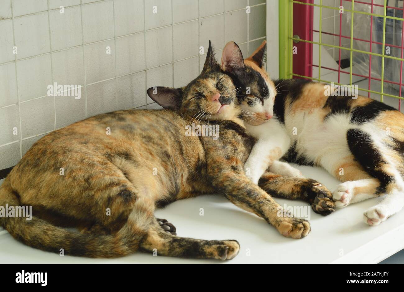 couple cat leaning and sleeping together in happiness hours Stock Photo ...