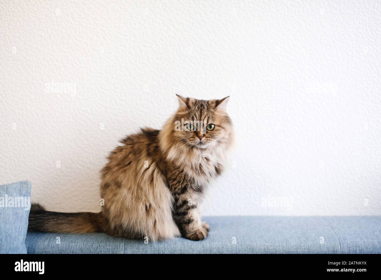 Fluffy beautiful domestic cat with long fur sitting on the sofa against ...