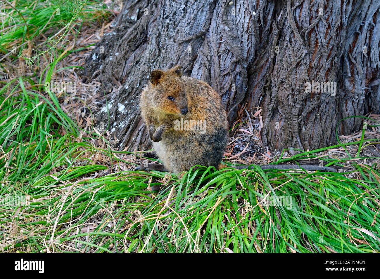 Australia, Quokka on Rottnest Island Stock Photo - Alamy