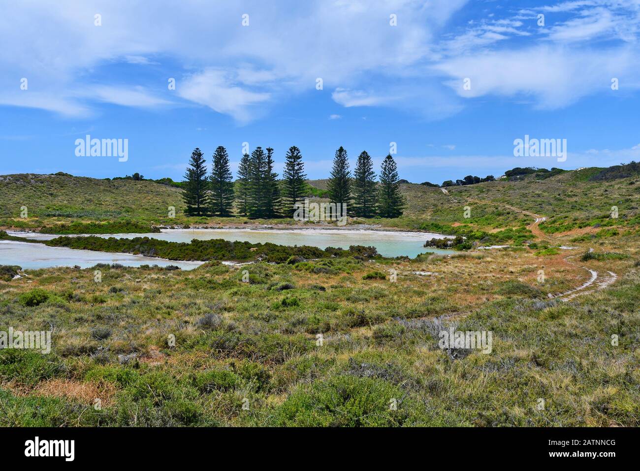 Conifers Australia High Resolution Stock Photography and Images - Alamy