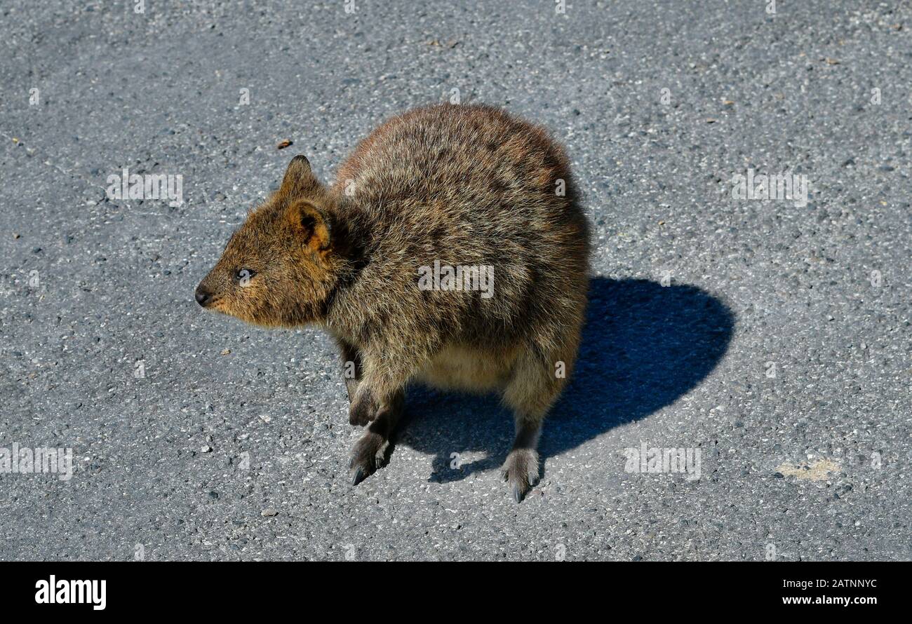 Rottnest island quokka hi-res stock photography and images - Alamy