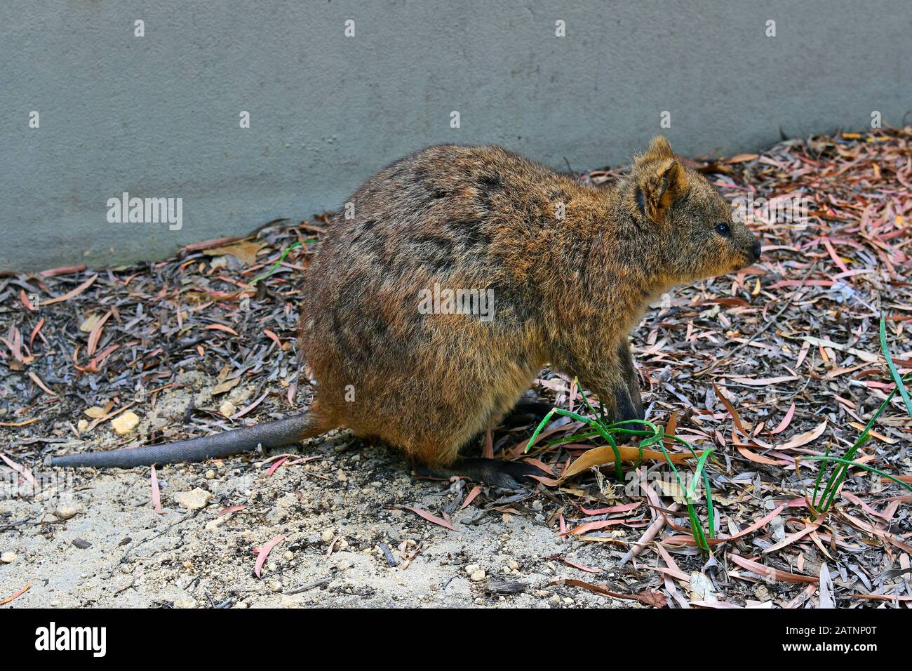 Australia, Quokka, endemic on Rottnest Island Stock Photo - Alamy