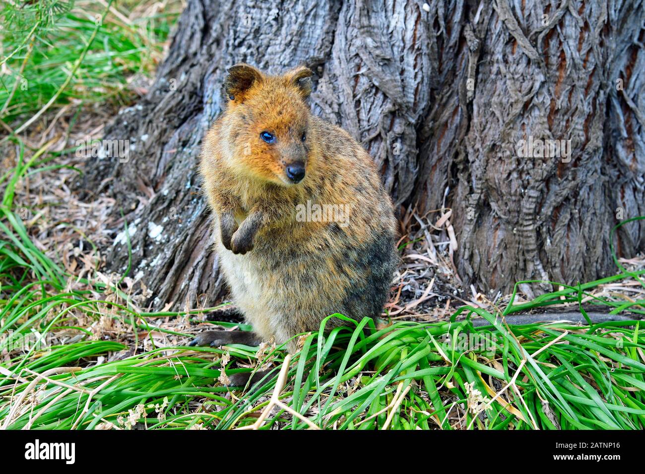 Australia, Quokka endemic on Rottnest Island Stock Photo - Alamy