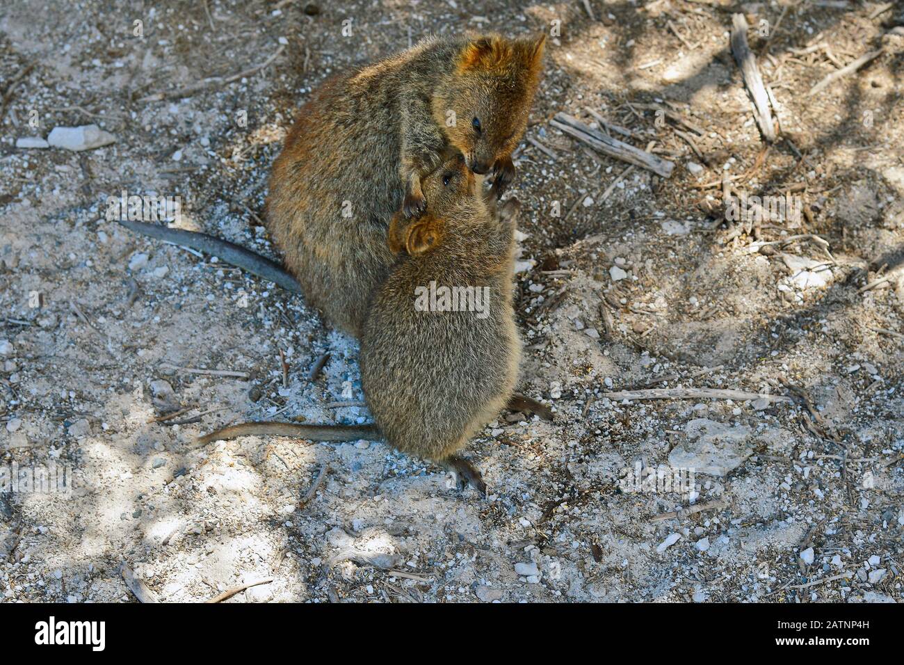 Australia, female and baby Quokka, endemic on Rottnest Island in ...