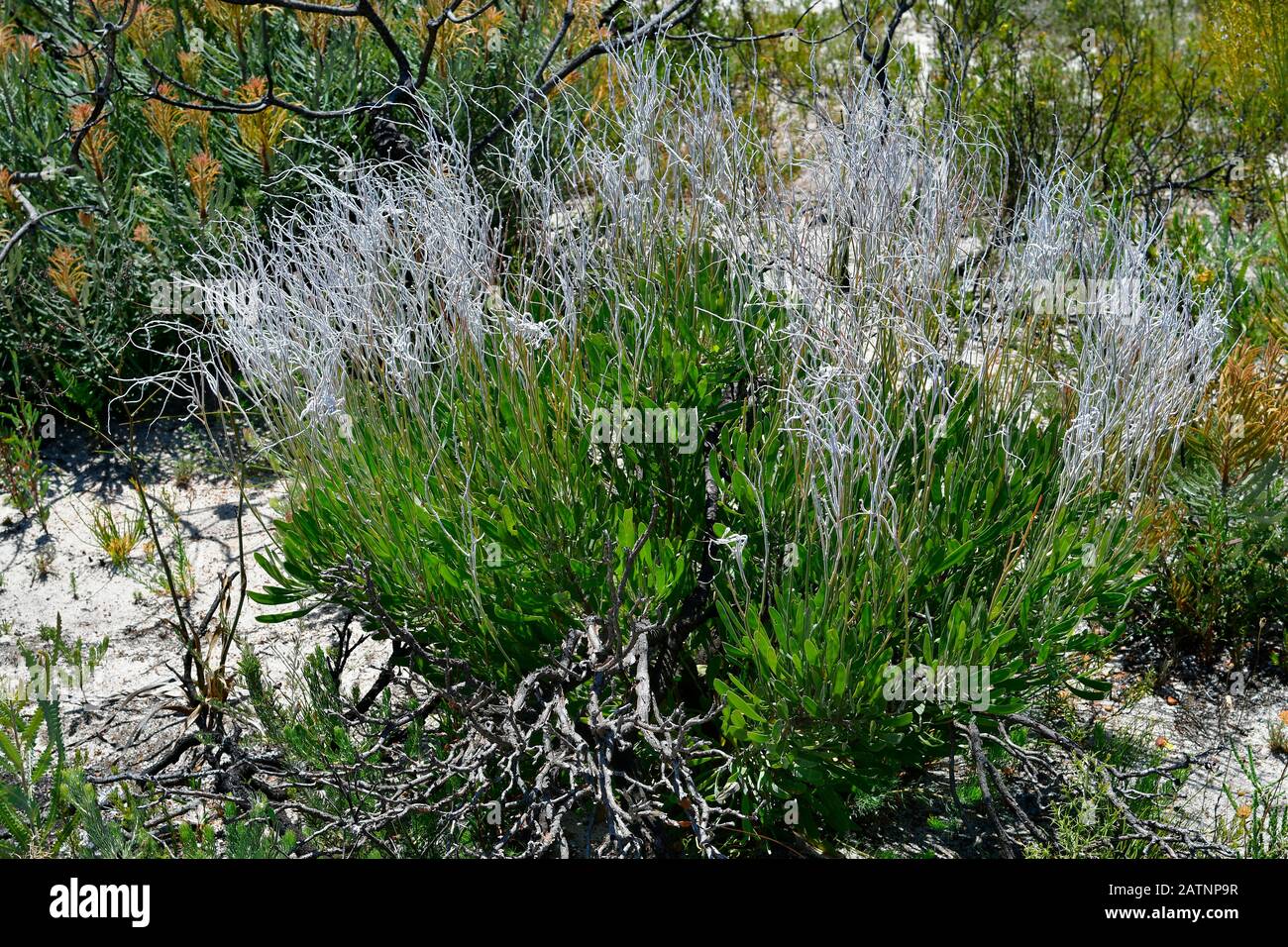 Australia, smoke bush Stock Photo - Alamy