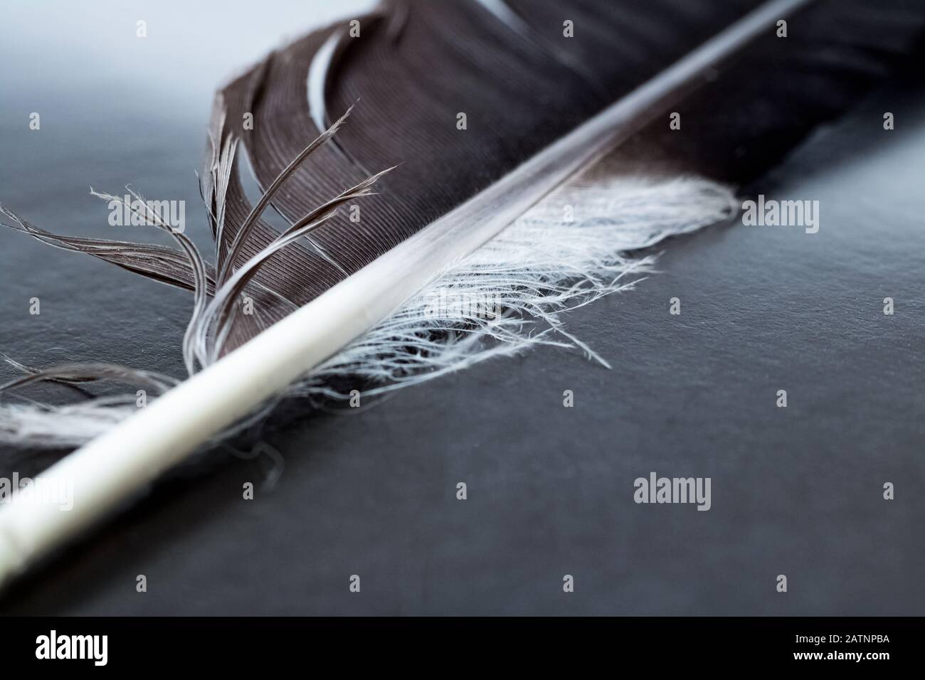 Black feather of a crow on a black background close up, macrop hoto ...