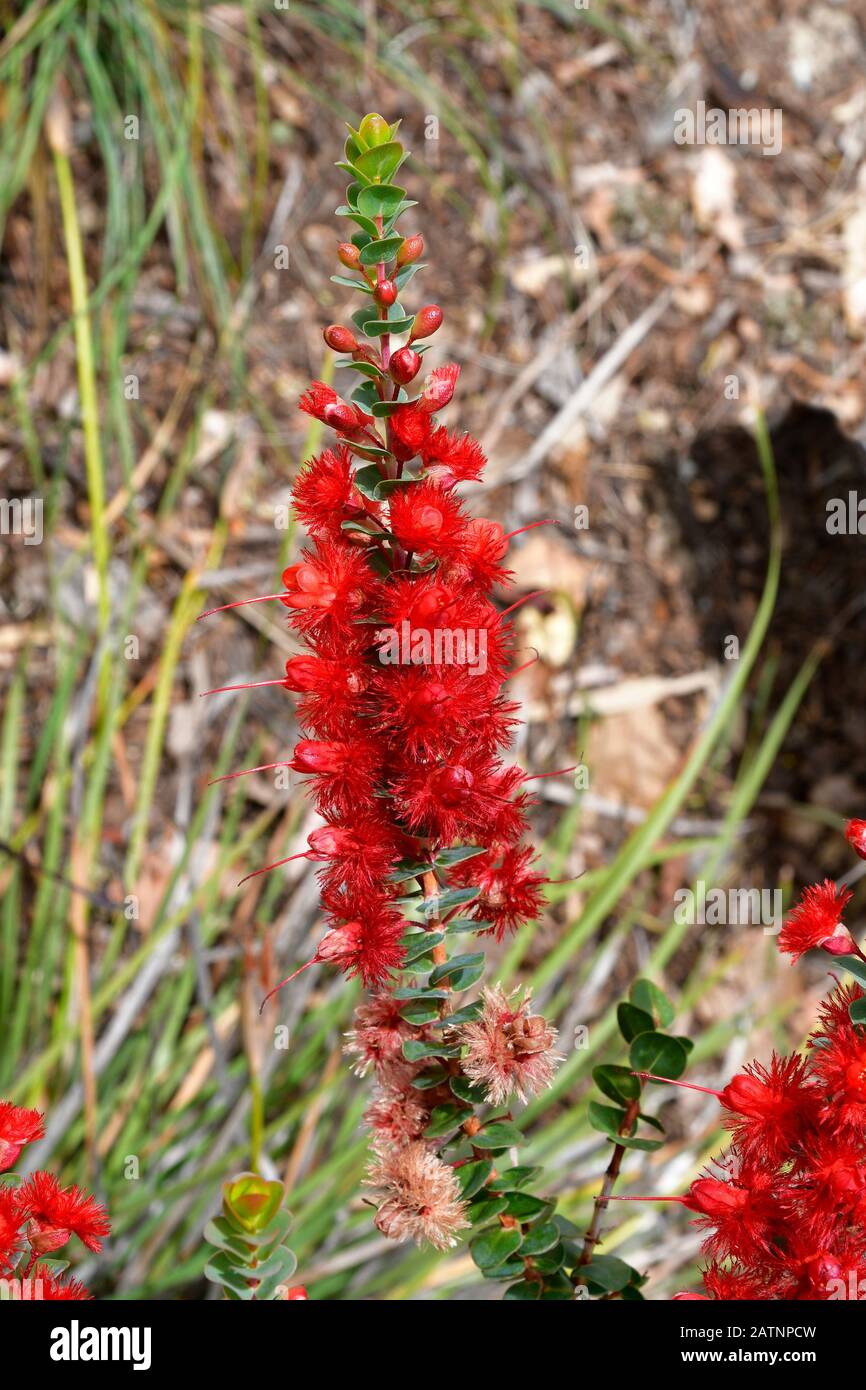 Scarlet feather flower hi-res stock photography and images - Alamy