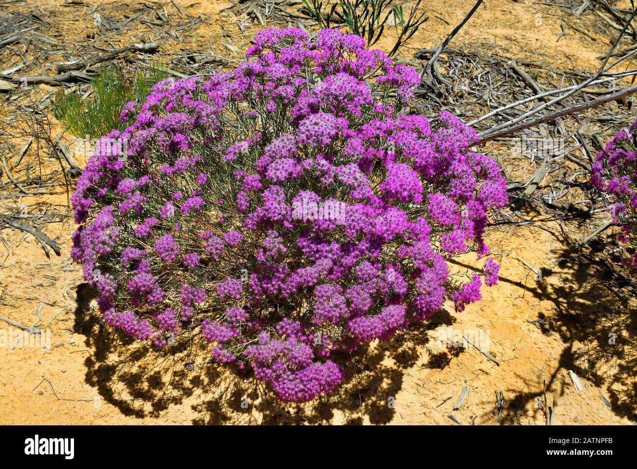 Australia, pink morrison flower aka wooly featherflower Stock Photo - Alamy