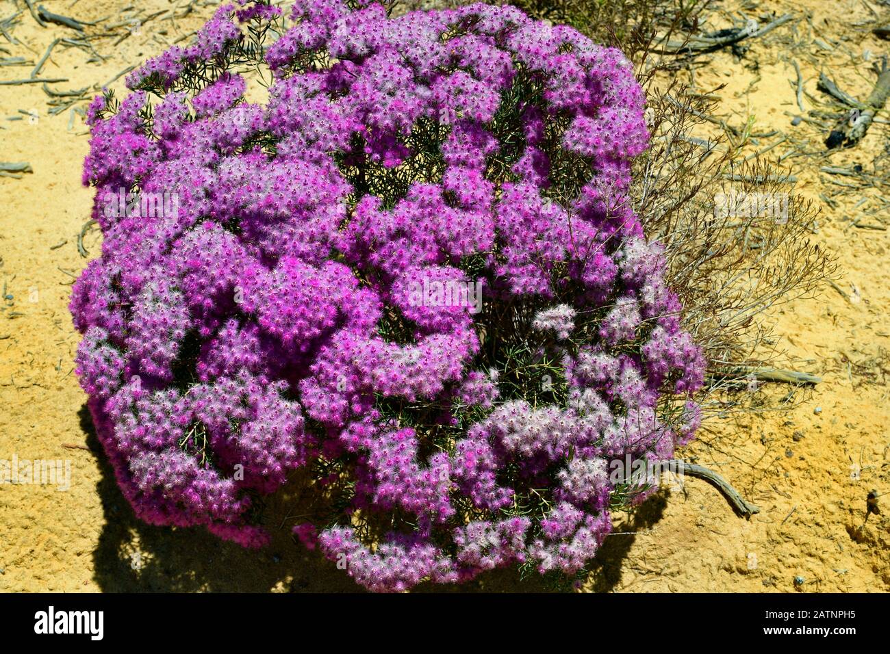 Australia, pink morrison flower aka wooly featherflower Stock Photo - Alamy