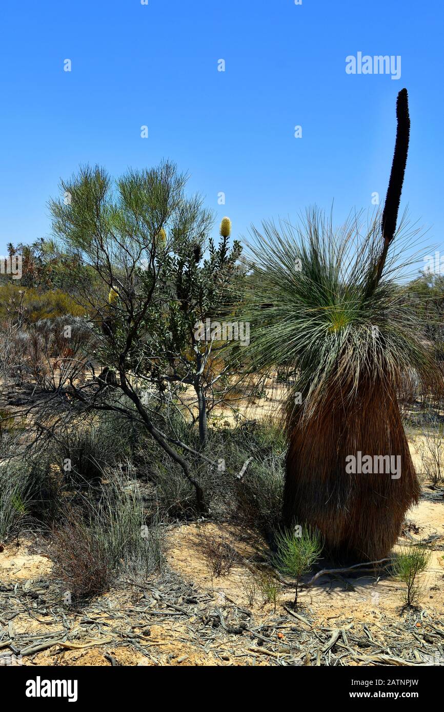 Australia, grass tree and banksia shrub - two endemic plants in ...