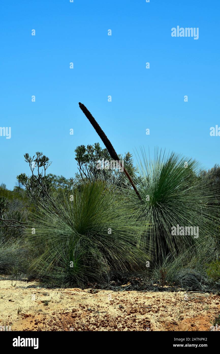 Australia, Grass Tree with stem Stock Photo - Alamy