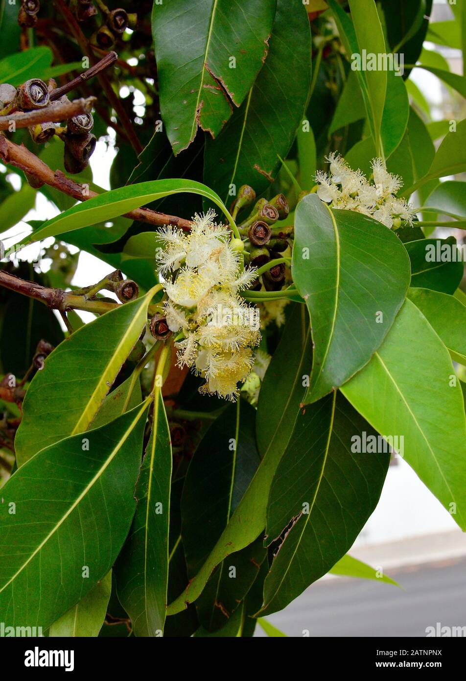 Australia, flowering box shrub tree Stock Photo - Alamy