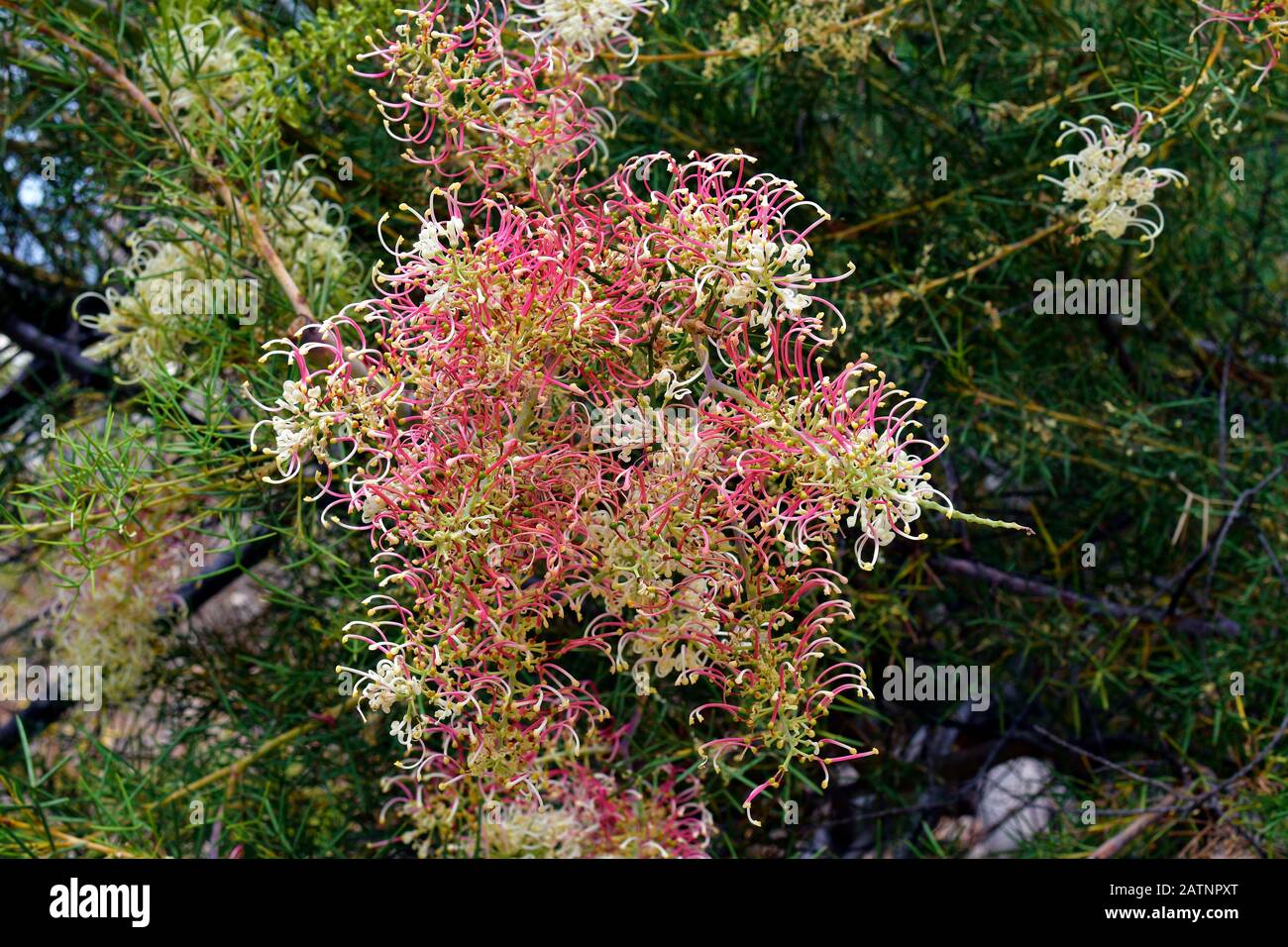 Australia, Star-Leaf Grevillea aka Spider Flower Stock Photo - Alamy