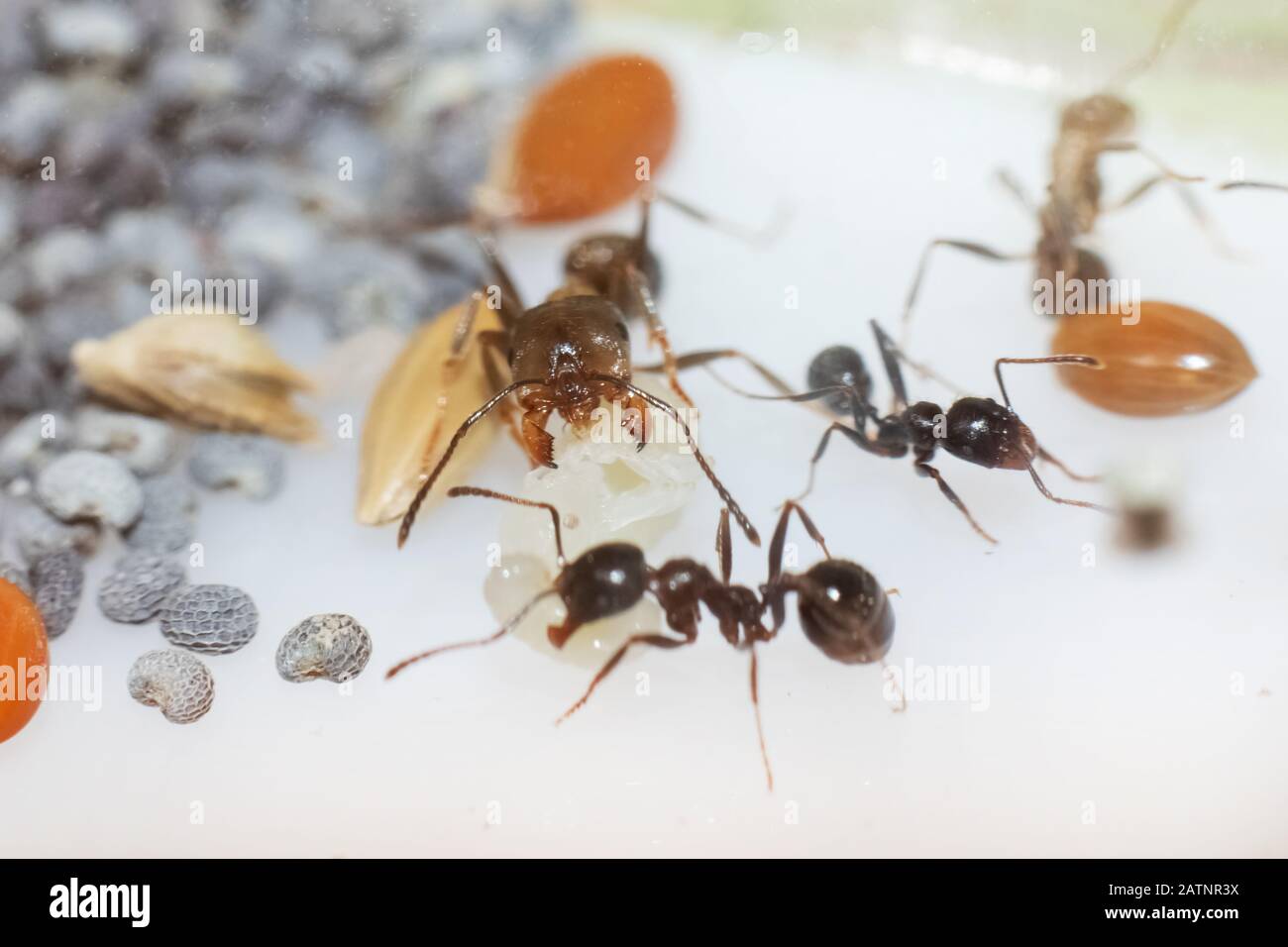 Messor structor hi-res stock photography and images - Alamy